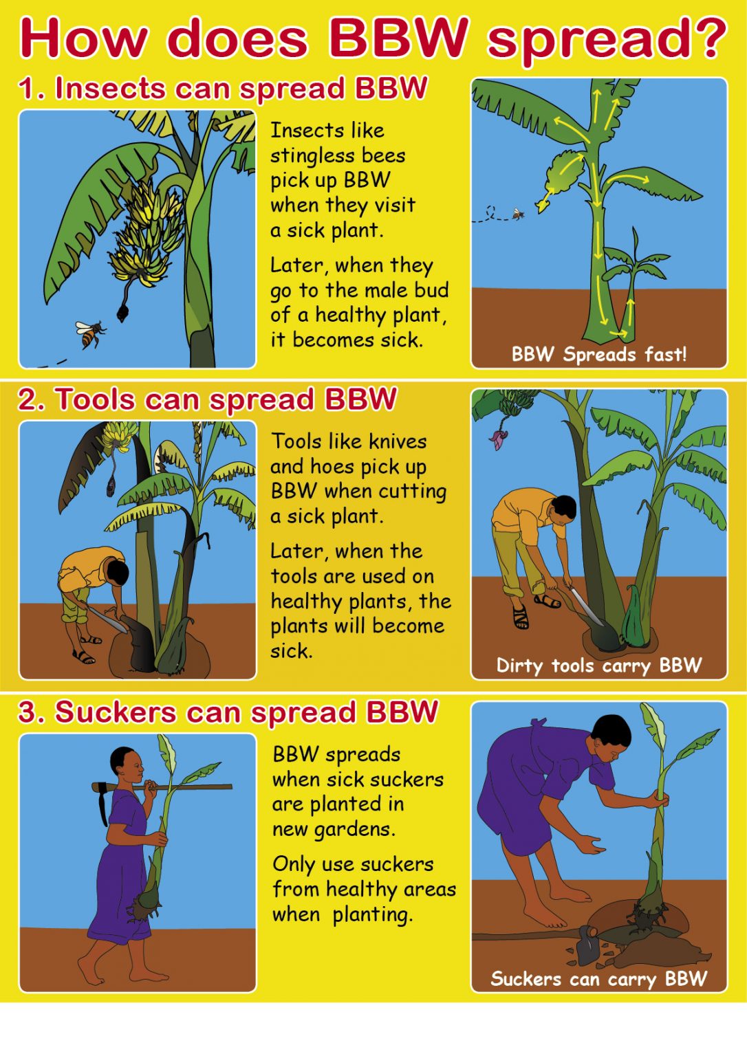 Understanding Banana Diseases - fourthway